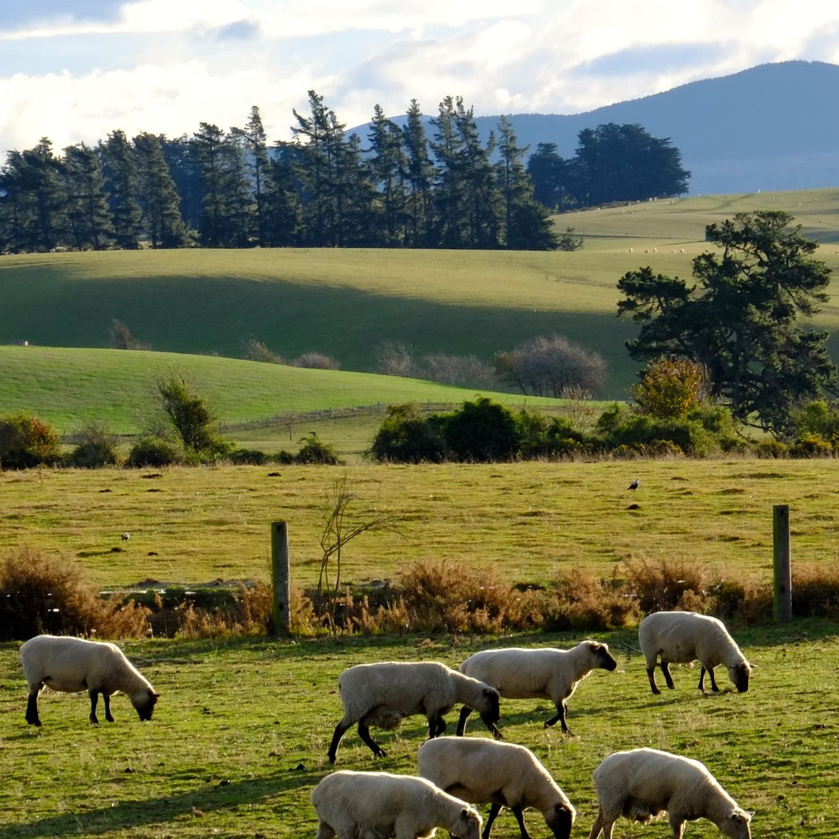 Livestock Covers – Woolover Direct