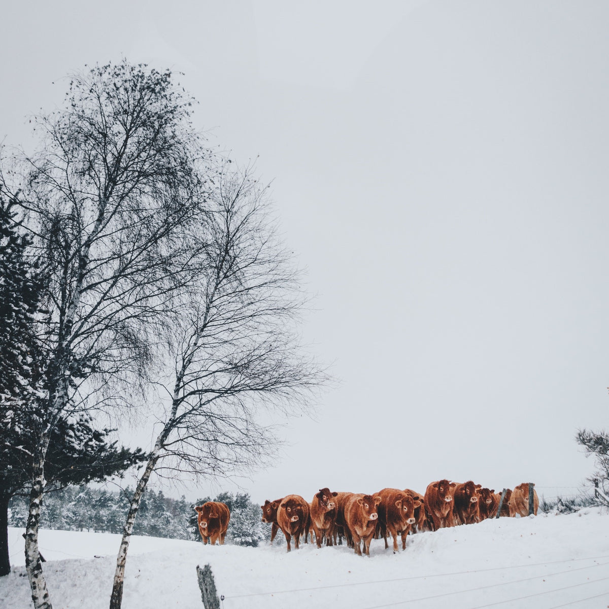 Calf Covers – Woolover Direct