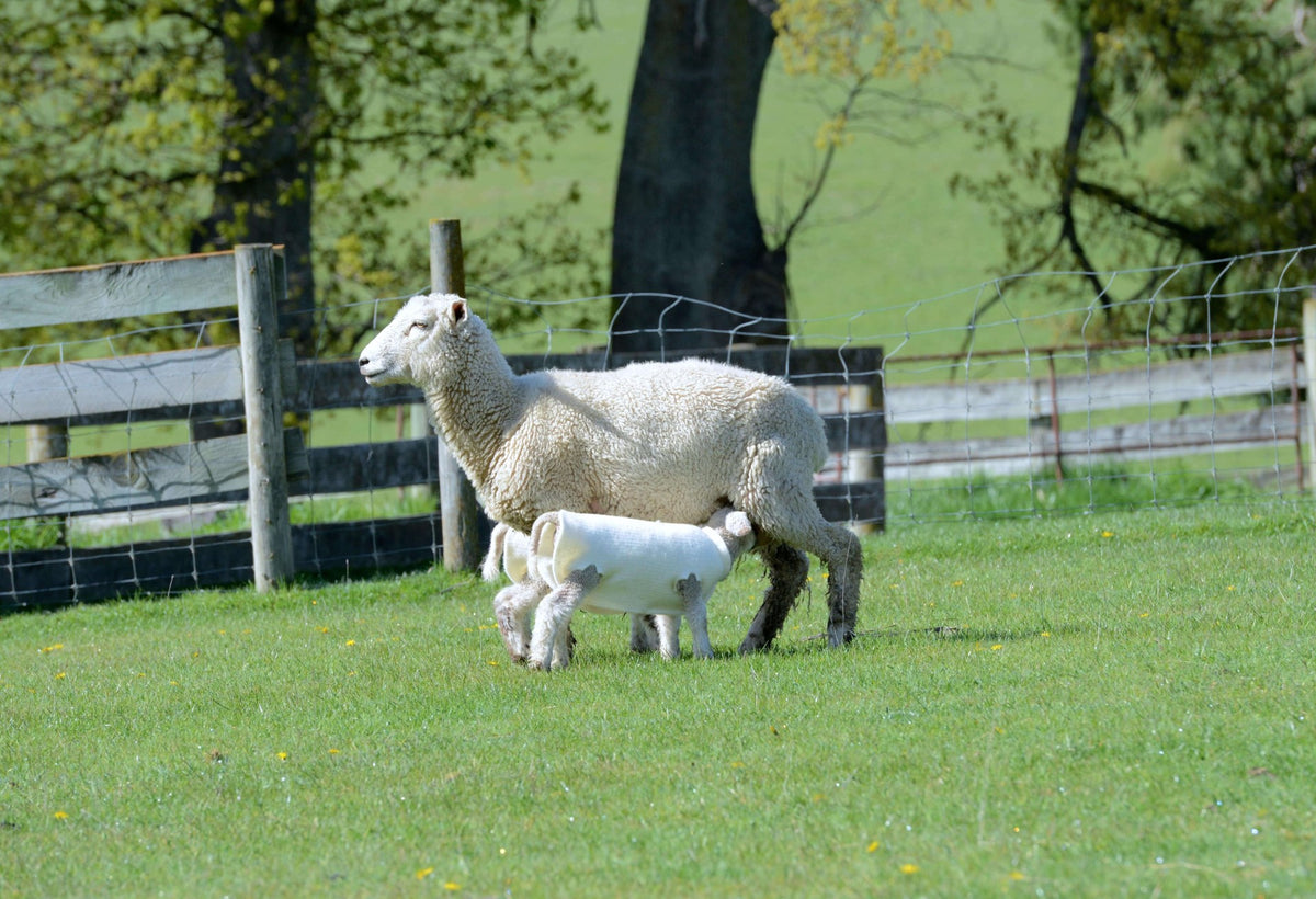 Lamb Covers – Woolover Direct